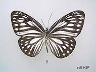 Papua Insects Foundation (Lepidoptera/Pieridae thumbnails)